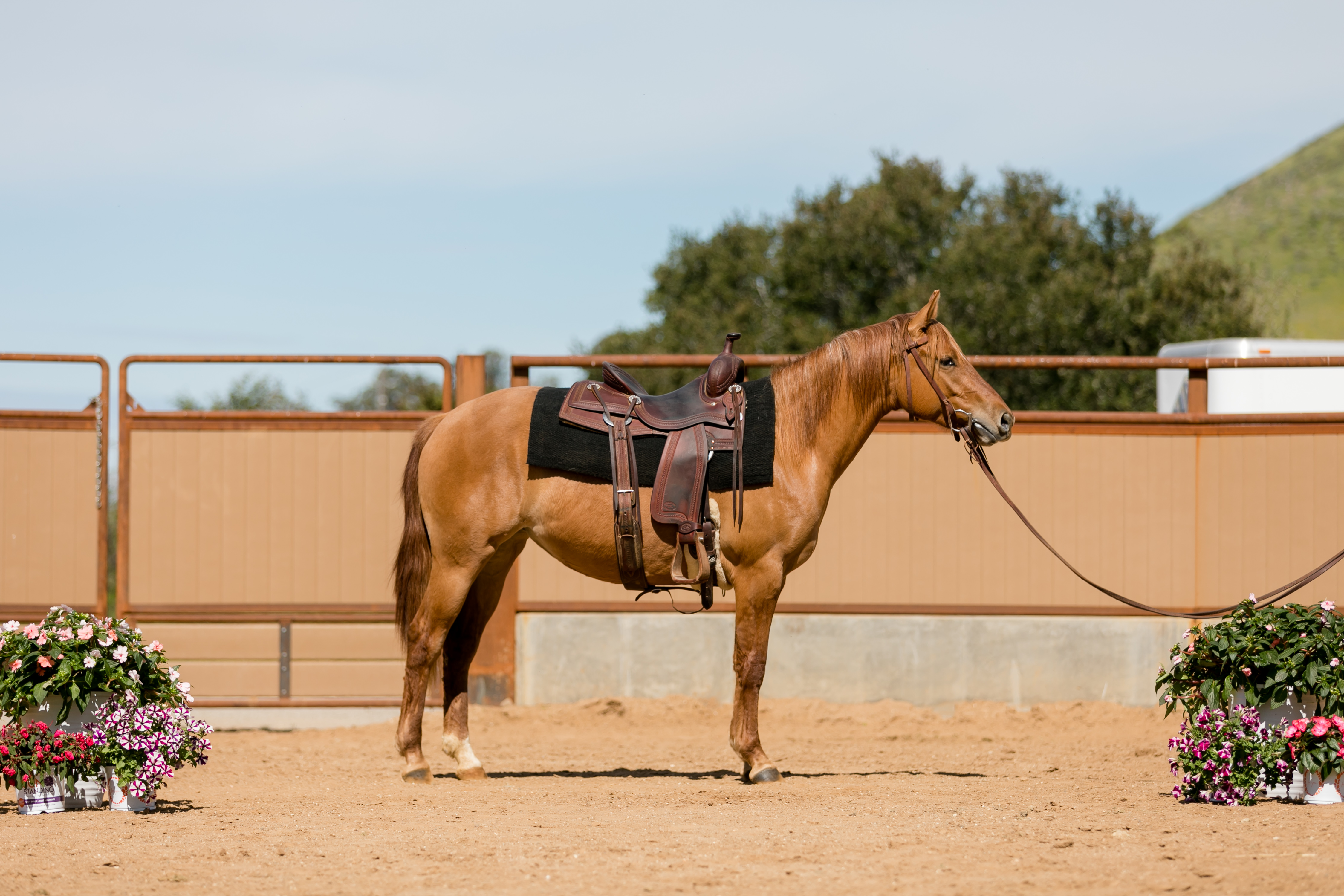 2019 Sold Horses - Performance Horse Sales - Cal Poly, San Luis Obispo